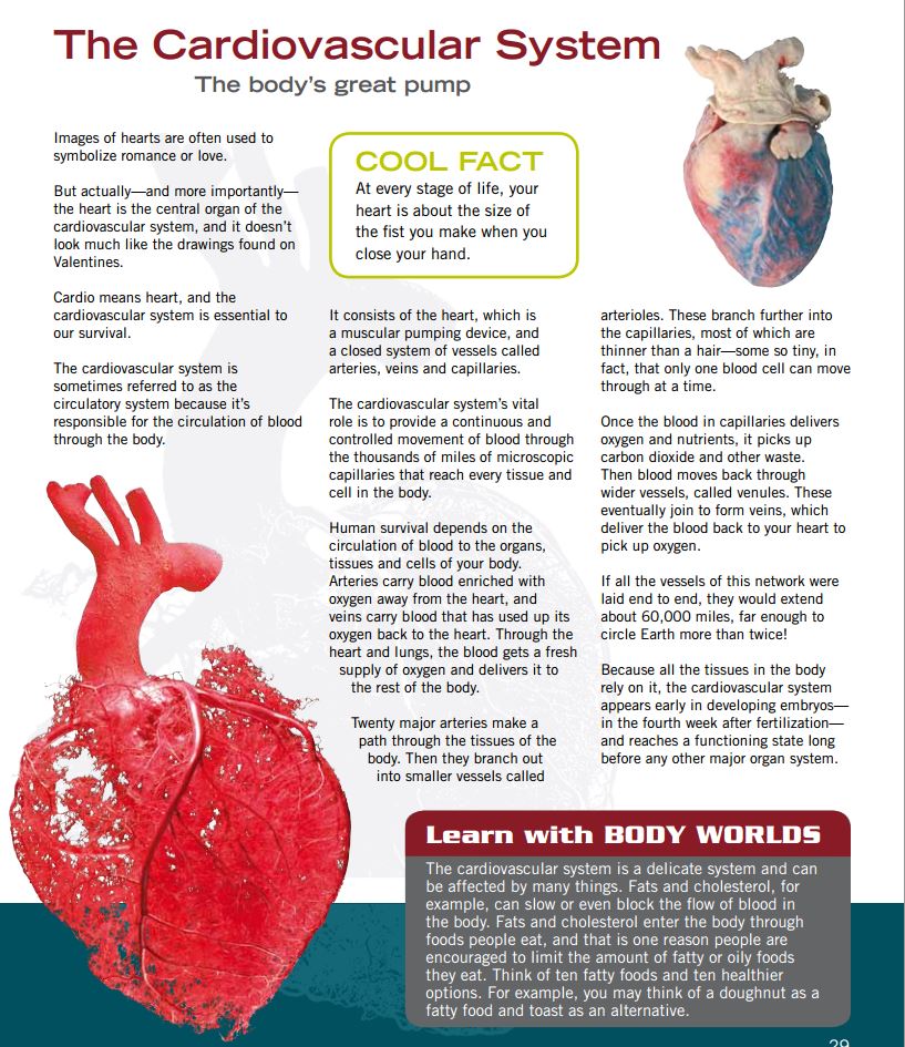 Last Chance to See Body Worlds at The Leonardo - KeepMovingForwardWithMe